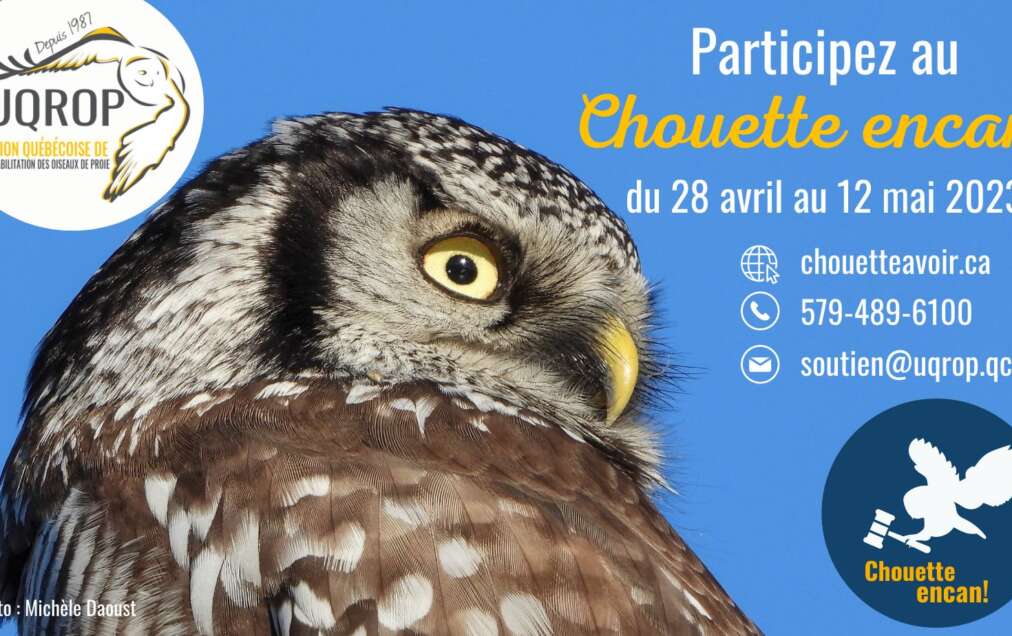 Accueil Chouette à Voir Découvrez 27 Espèces D Oiseaux De Proie
